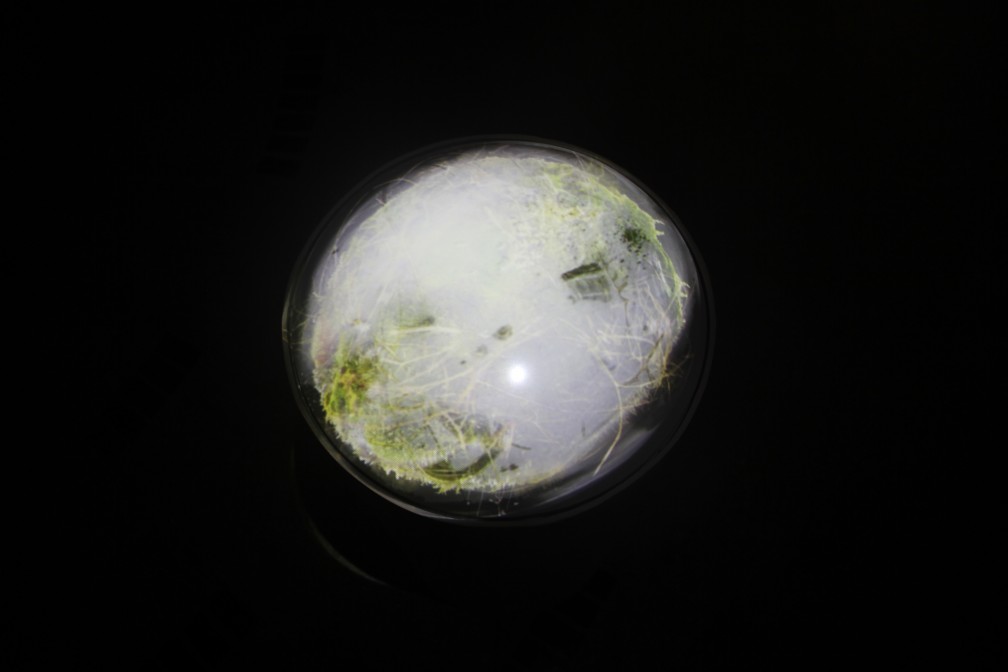 Rohini Devasher - Terrasphere