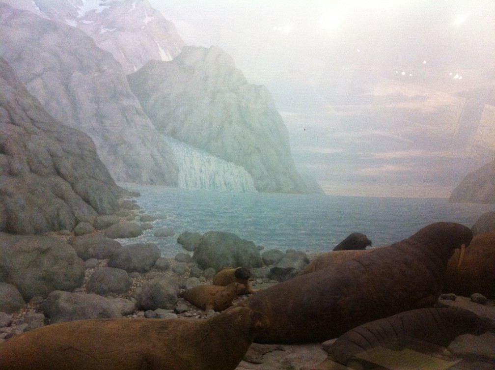 Rohini Devasher - admin@rohini